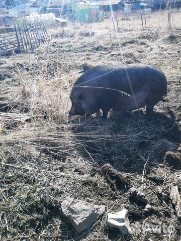 Вьетнамская вислобрюхая племенная семья