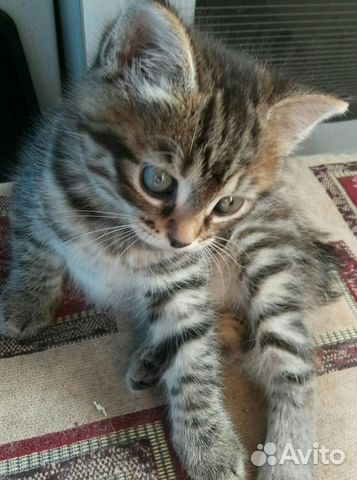 Красавчик шотландского окраса