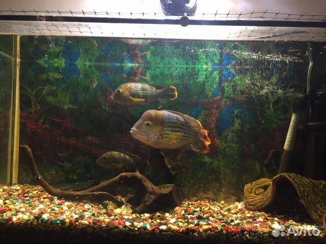 Акара бирюзовая