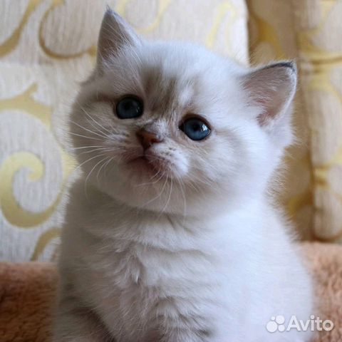 Шикарный котик страйт синеглазый
