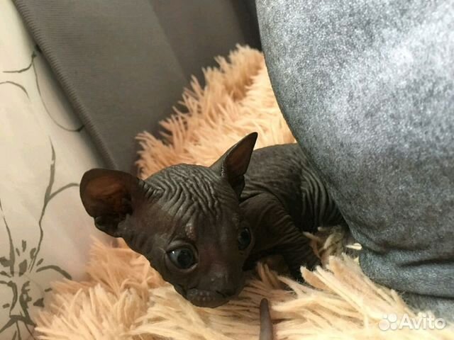 Донской сфинкс мальчик резиновый