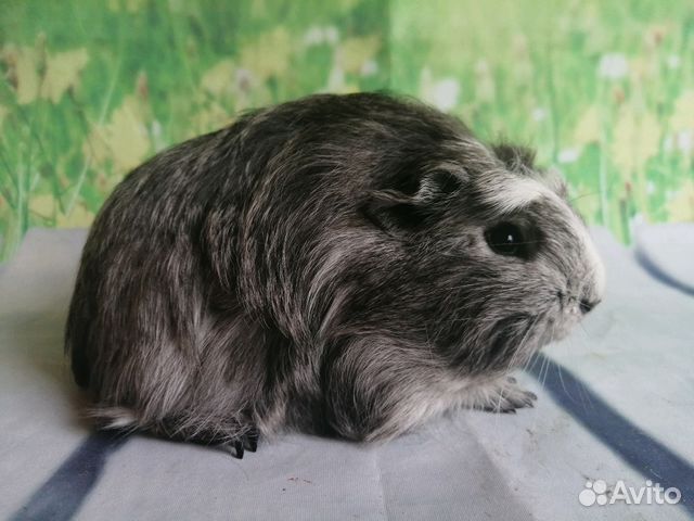 Морская свинка коронет