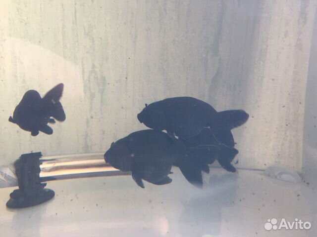 Ранчю. Чёрные
