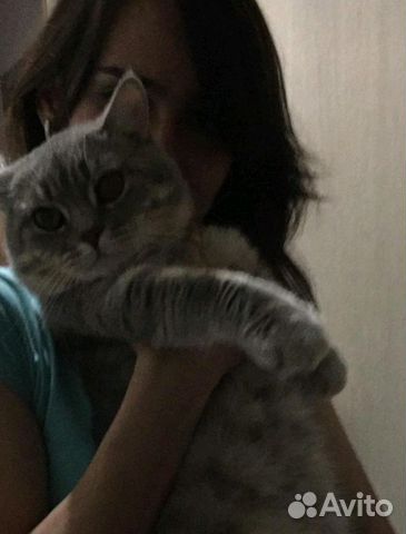 Отдам британца в добрые руки