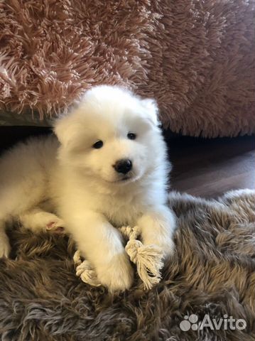 Самоедские малыши