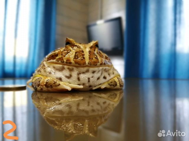 Лягушка рогатка мальчик