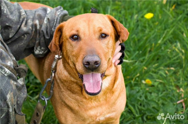 Метис шарпея Кеннеди в дар