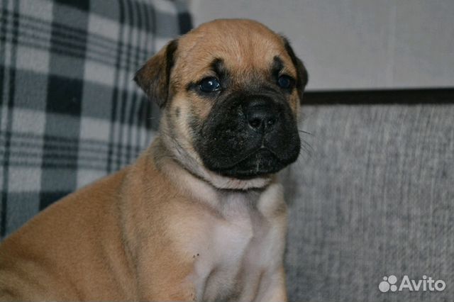 Ка де бо(малышки 3,5 недели)