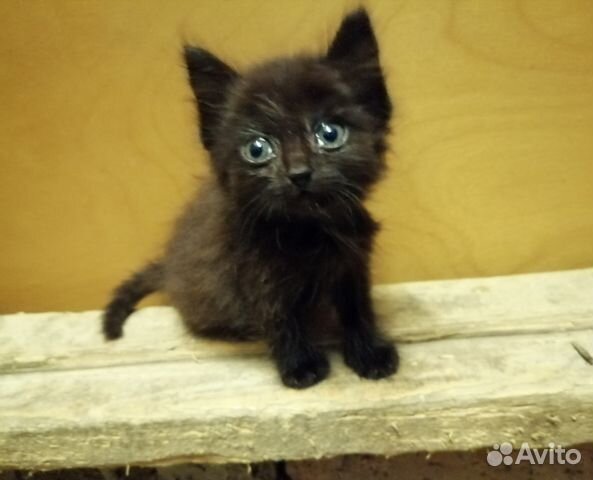Котенок по имени Гав