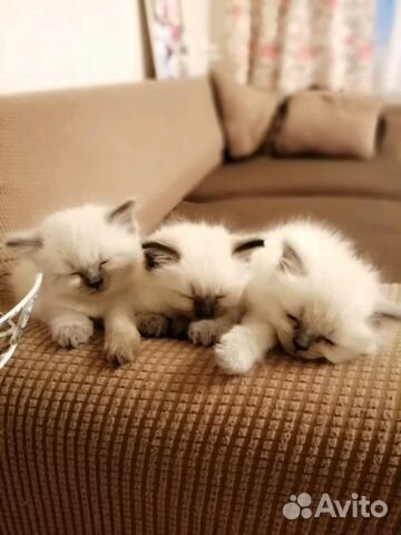 Невские маскарадные котята