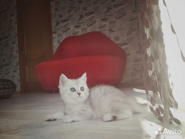 Продажа шотландских котят