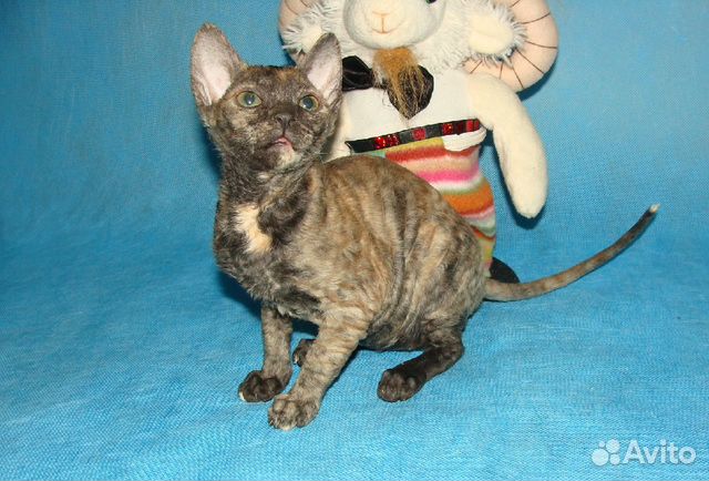 Кудряшок Неаллерген Не будет шерсти на одежде