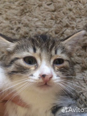 Продадим помесь сфинкса и сибирской