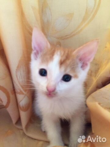 Милота мимишная