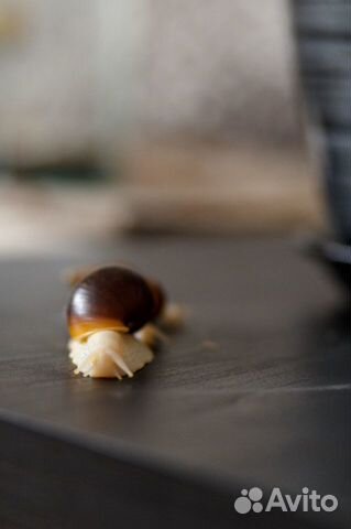 Улитки Ахатины Альбиносы малыши