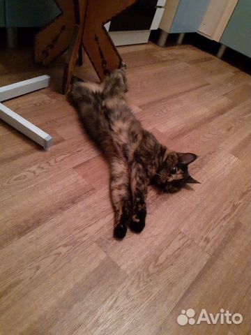 Отдам кошку в добрые руки