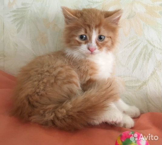 Котенок, трогательный малыш