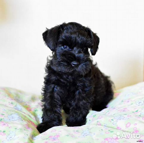 Щенки цвергшнауцера