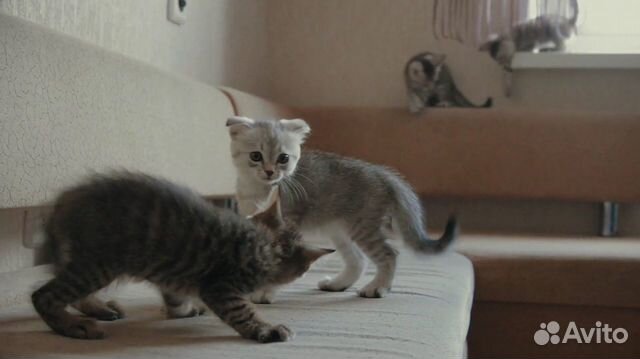 Игривые котята