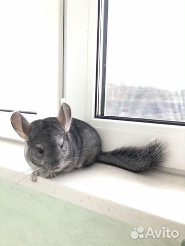 Шиншилла (3 месяца)