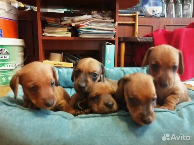 Щенки таксы гладкошерстной