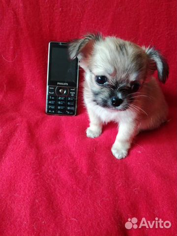 Щенки чихуахуа