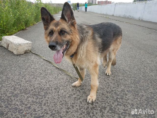 Овчарка Чара в добрые руки