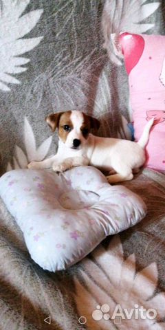 Джек Рассел терьер