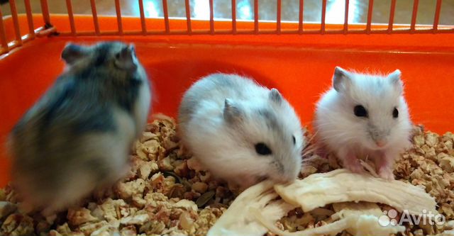 Хомячки джунгарские, мальчик и девочка