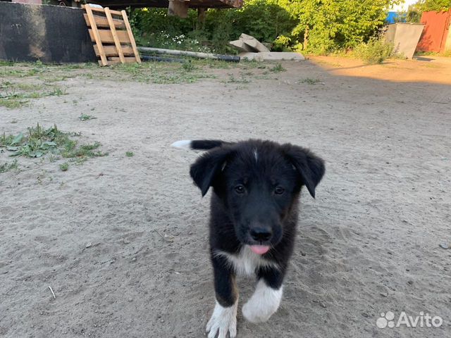 6 щеночков ищут своих хозяев