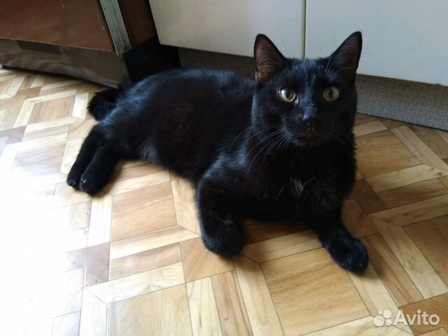 Кота в добрые руки