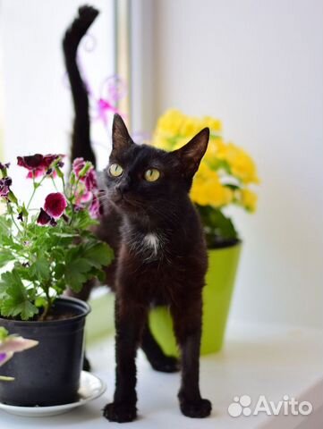 Изящная красотка Клара