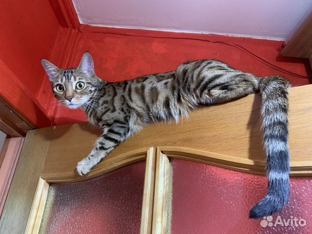 Вязка кошечки (метиска)