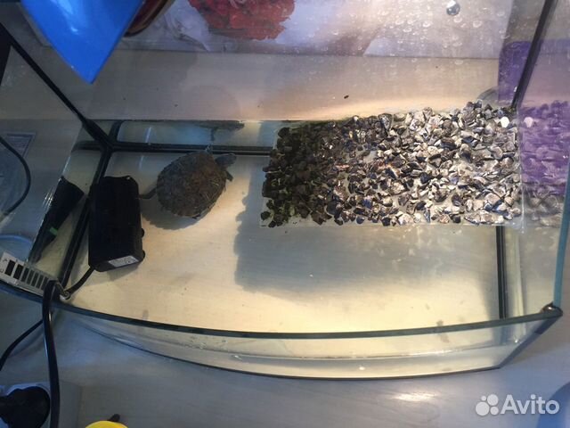 Продам красноухую черепаху