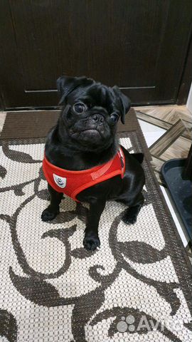 Мопс, девочка, черная