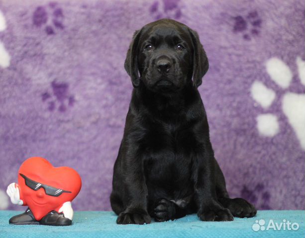 Щенки с генетическими тестами от импортной вязки