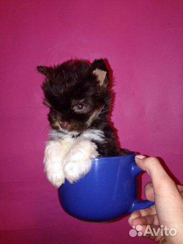 Шоколадное счастье