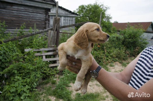 Отдам в хорошие руки