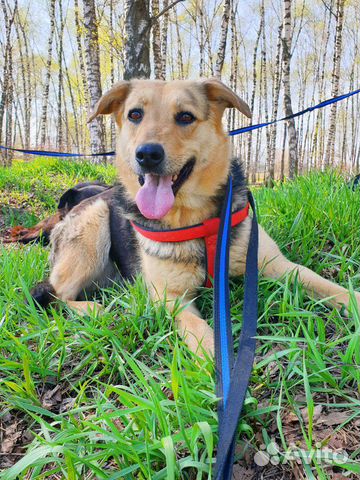 Красавица Шелли ищет дом