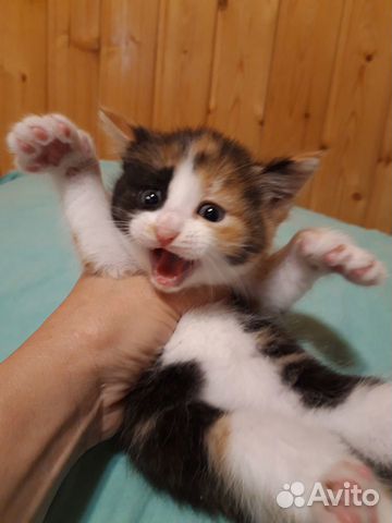 Котятки ребятки в надежные руки