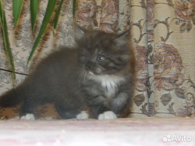 Отдам котенка