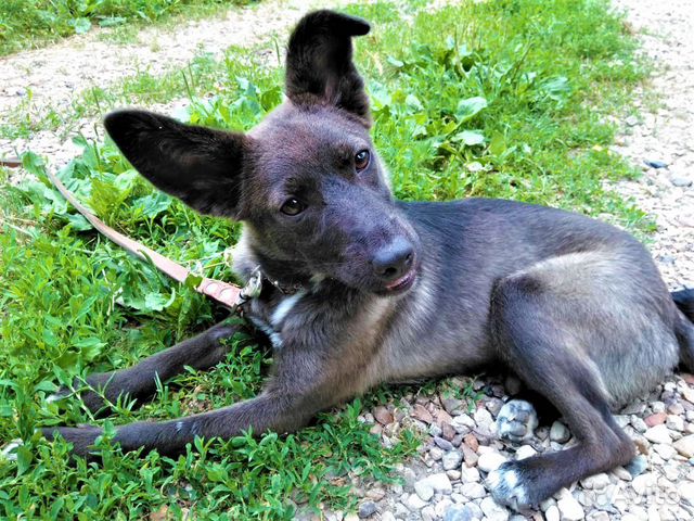 В добрые руки