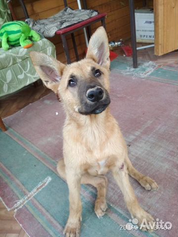 Щенок 3 мес бельгийской овчарки