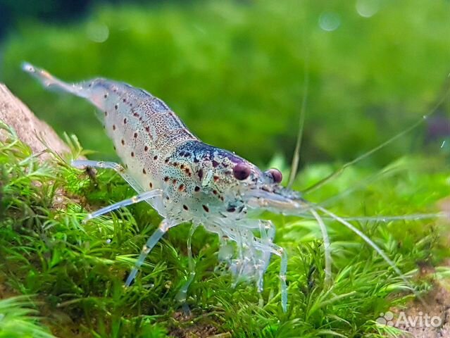 Креветка Амано