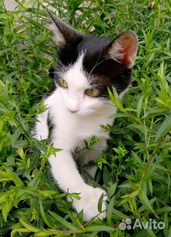 Девчушка ищет дом