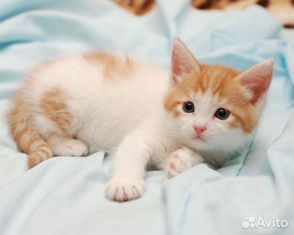 Котёнок, мальчик, в дар