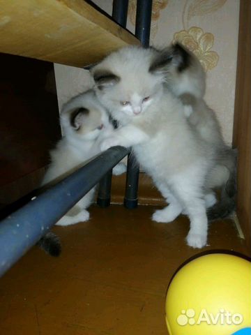 Красавцы рэгдолл