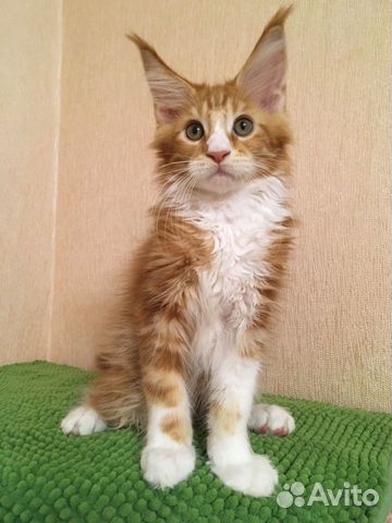 Профессиональный питомник предлагает котят