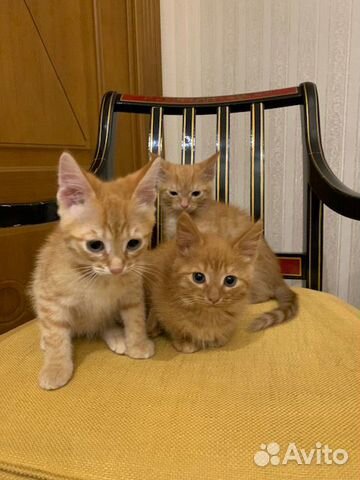 Рыжие Красавцы