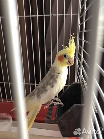 Отдам в хорошие руки попугая корелла